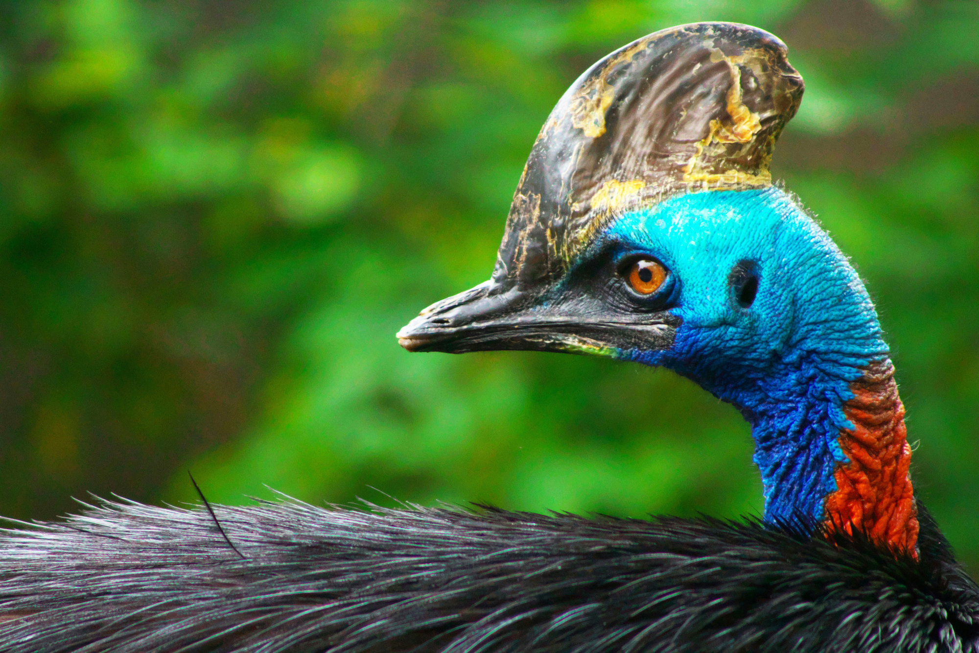 Where Did Feathered Dinosaurs Come From? - Intuguide